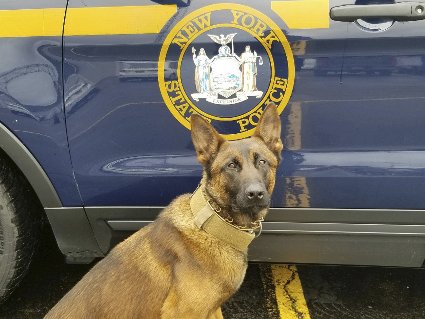 K9 Nicki joins state police | News, Sports, Jobs - Observer Today